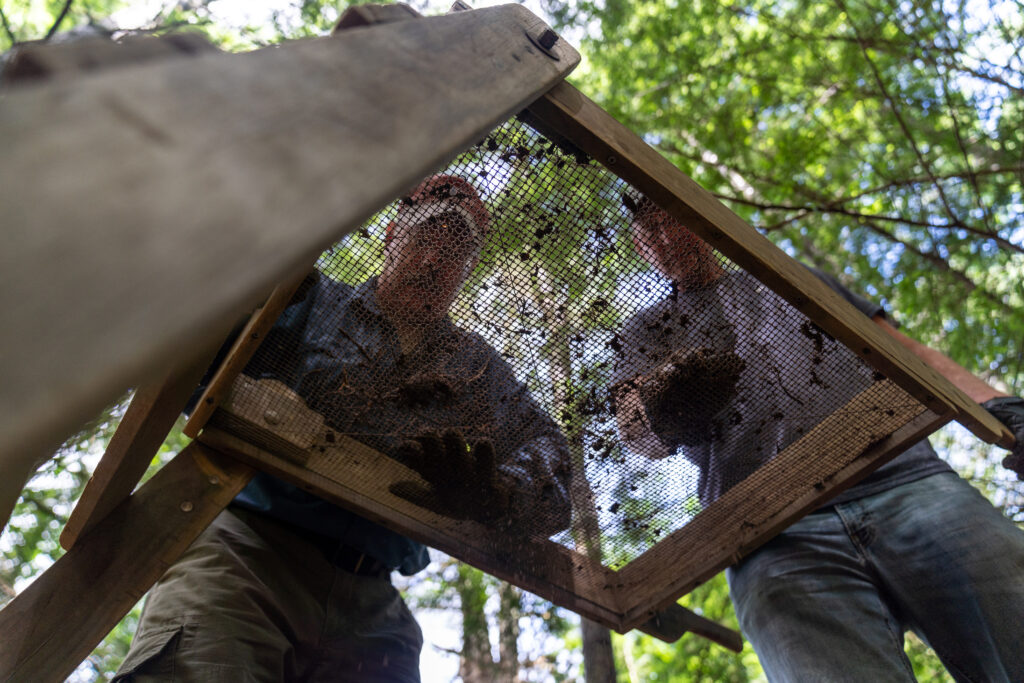 Entry 77573 - Archaeological Institute of America